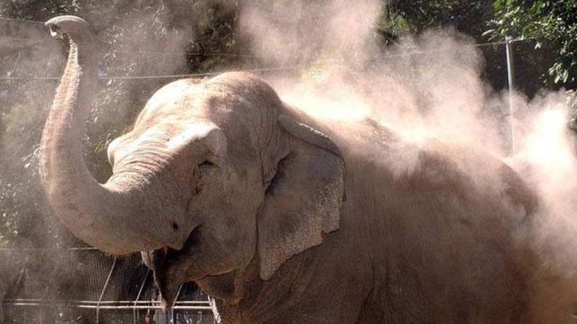 FOTOS: Imágenes para recordar a Manyula, la elefanta que se ganó el ...
