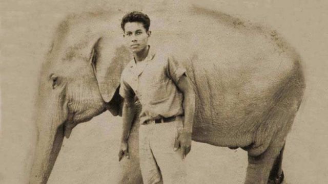 FOTOS: Imágenes para recordar a Manyula, la elefanta que se ganó el ...