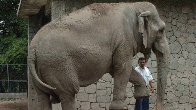 FOTOS: Imágenes para recordar a Manyula, la elefanta que se ganó el ...