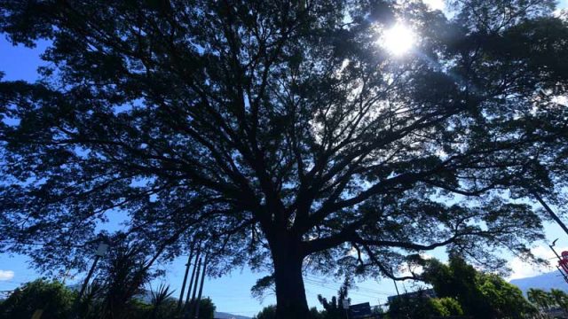 El Conacaste: un árbol que se ha convertido en símbolo de la ...