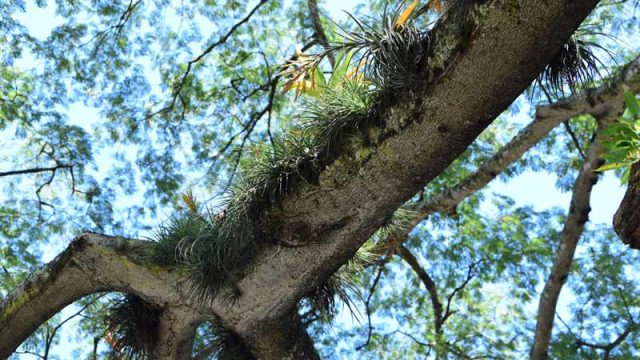El Conacaste: un árbol que se ha convertido en símbolo de la ...