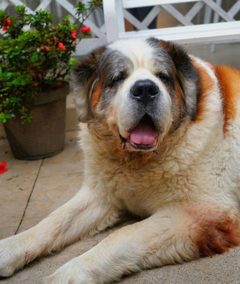 Muere Beethoven, la famosa mascota de Linda Vista Garden - Noticias de ...