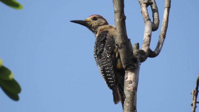 El Salvador es casa de unas 600 especies de aves, entre locales y ...