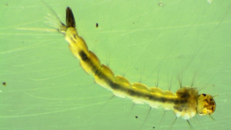 Ante la resistencia del zancudo al abate, científicos de la UES ...