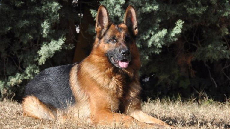 “Comisario Rex” regresará con nuevo protagonista canino - Noticias de ...