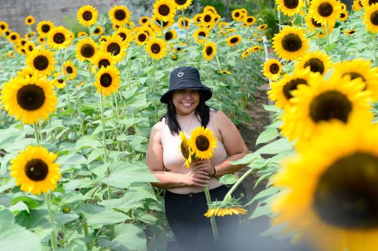 Flores amarillas : por qué se regalan este 21 de marzo - Noticias de El Salvador