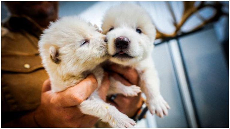 Reviven al lobo huargo de "Juego de Tronos" extinto hace 13.000 años ...