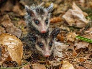 ¿Tacuazín, mapache o serpiente en casa? Esto debés hacer