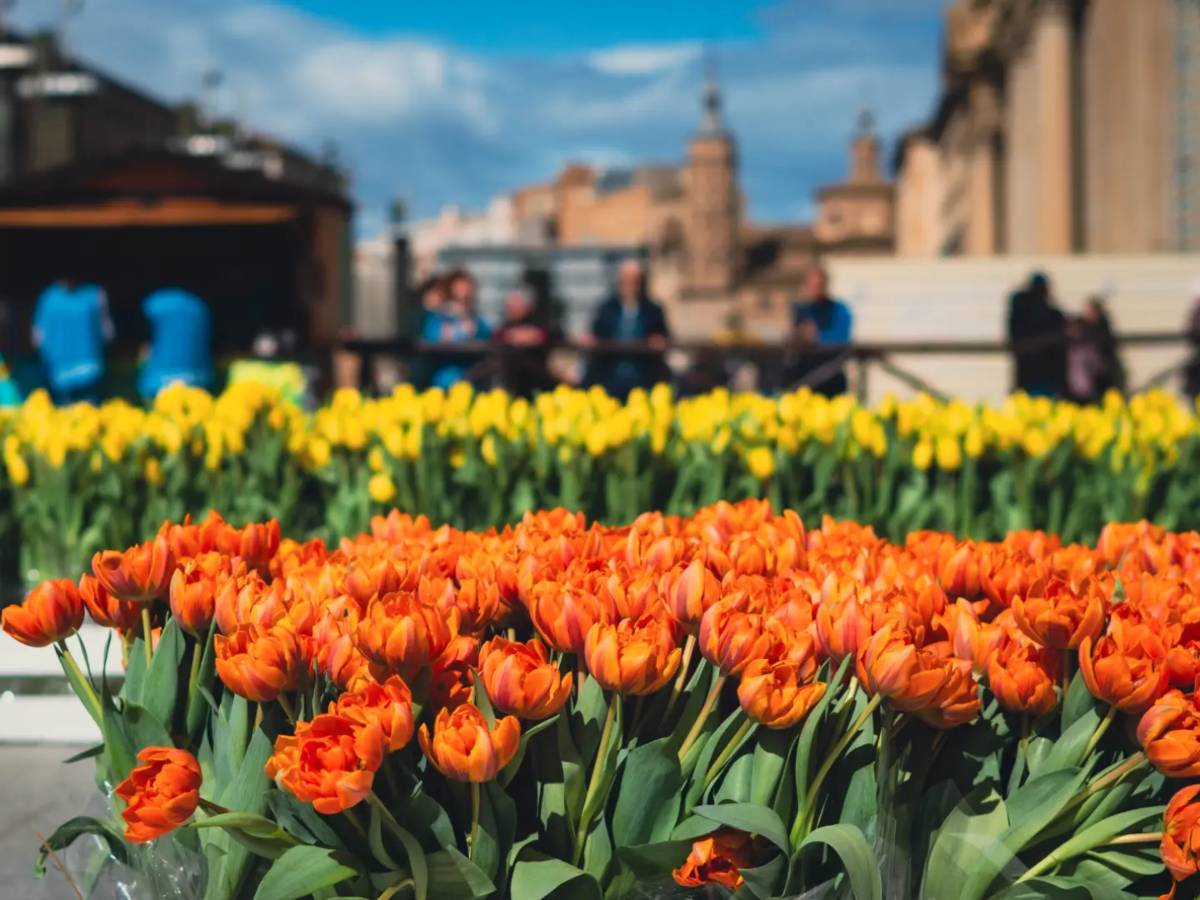 Festival de tulipanes en Londres crece con fuerza en turismo