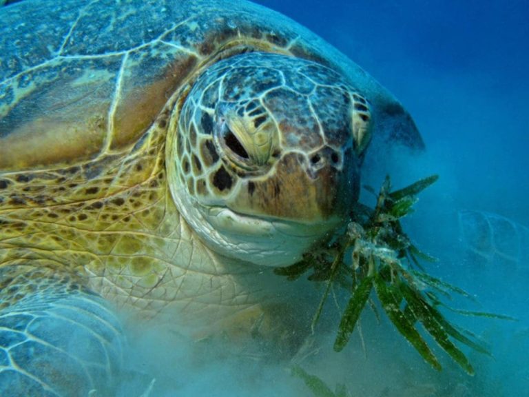 Tortugas marinas vs. alga invasora: la batalla en Hawái