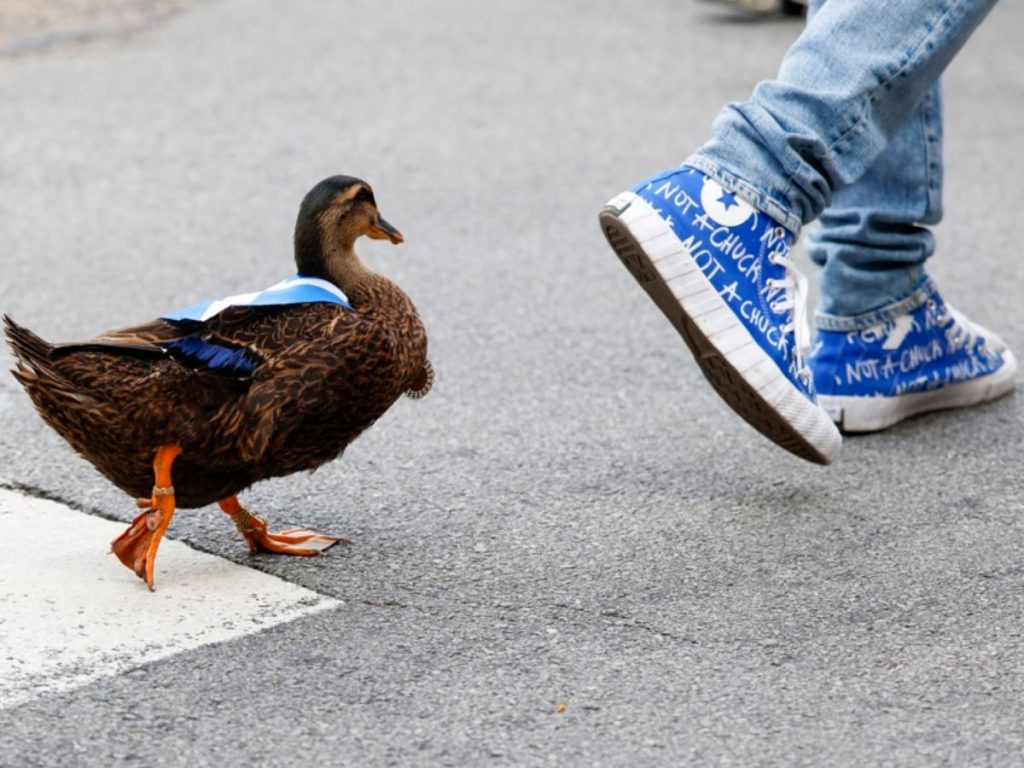 El pato Dawn, la nueva mascota viral del Mundial 2026